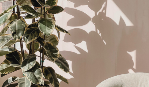 National Botox Day 2025 | $50 Alle Botox Gift Cards